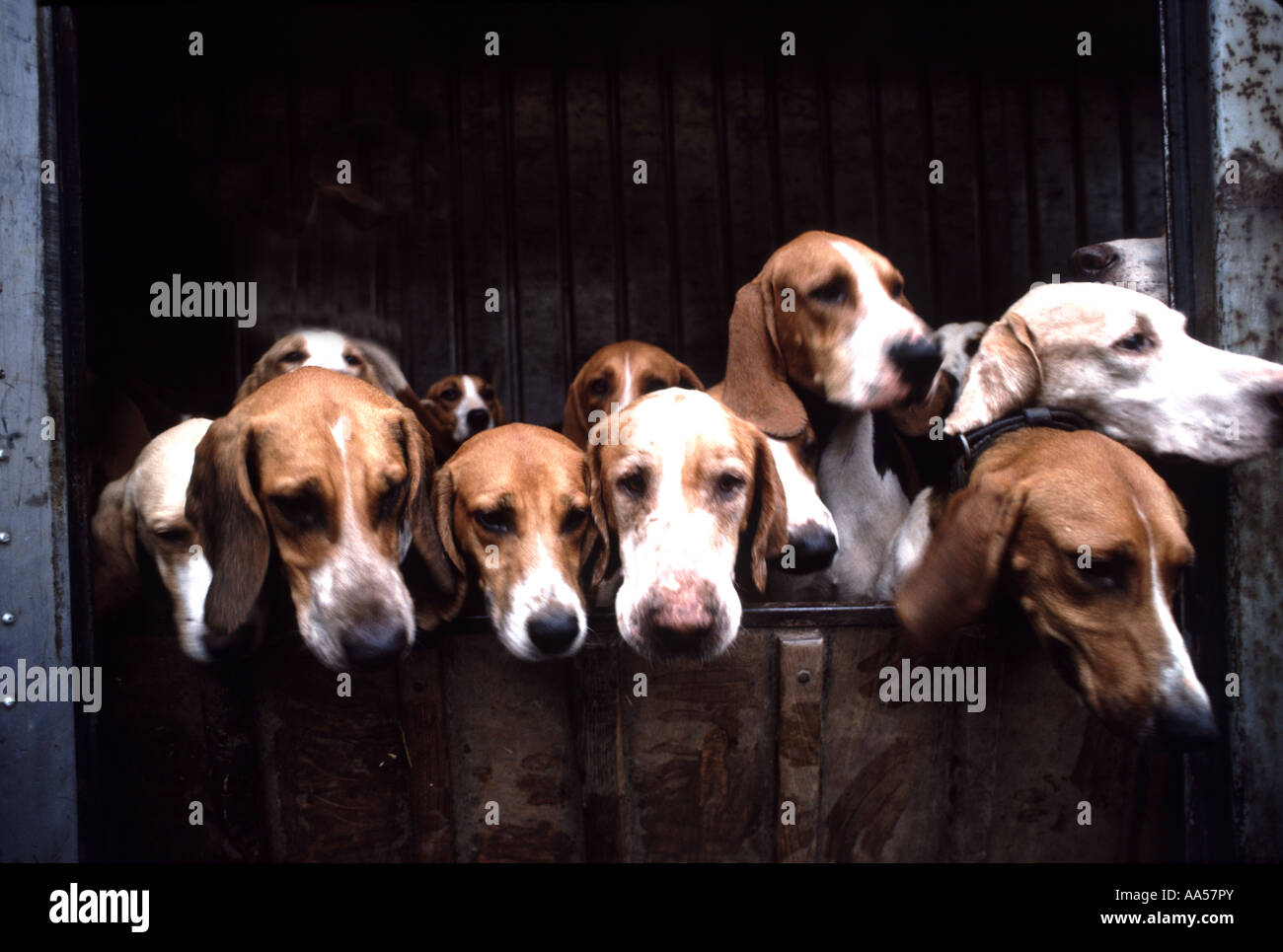 Beagles hunt hi-res stock photography and images - Alamy