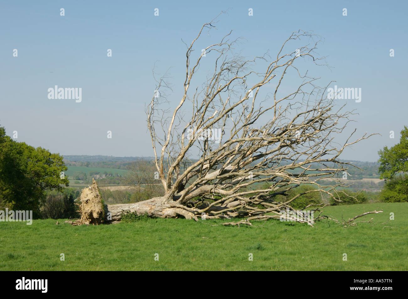 fallen dead tree in a field Stock Photo - Alamy
