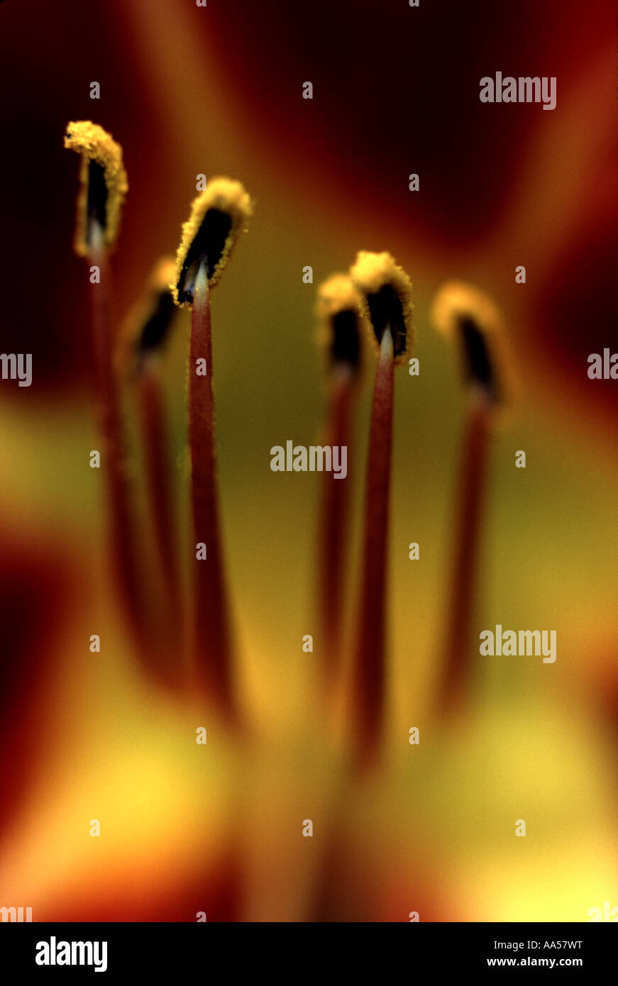Inside of a tulip hi-res stock photography and images - Alamy