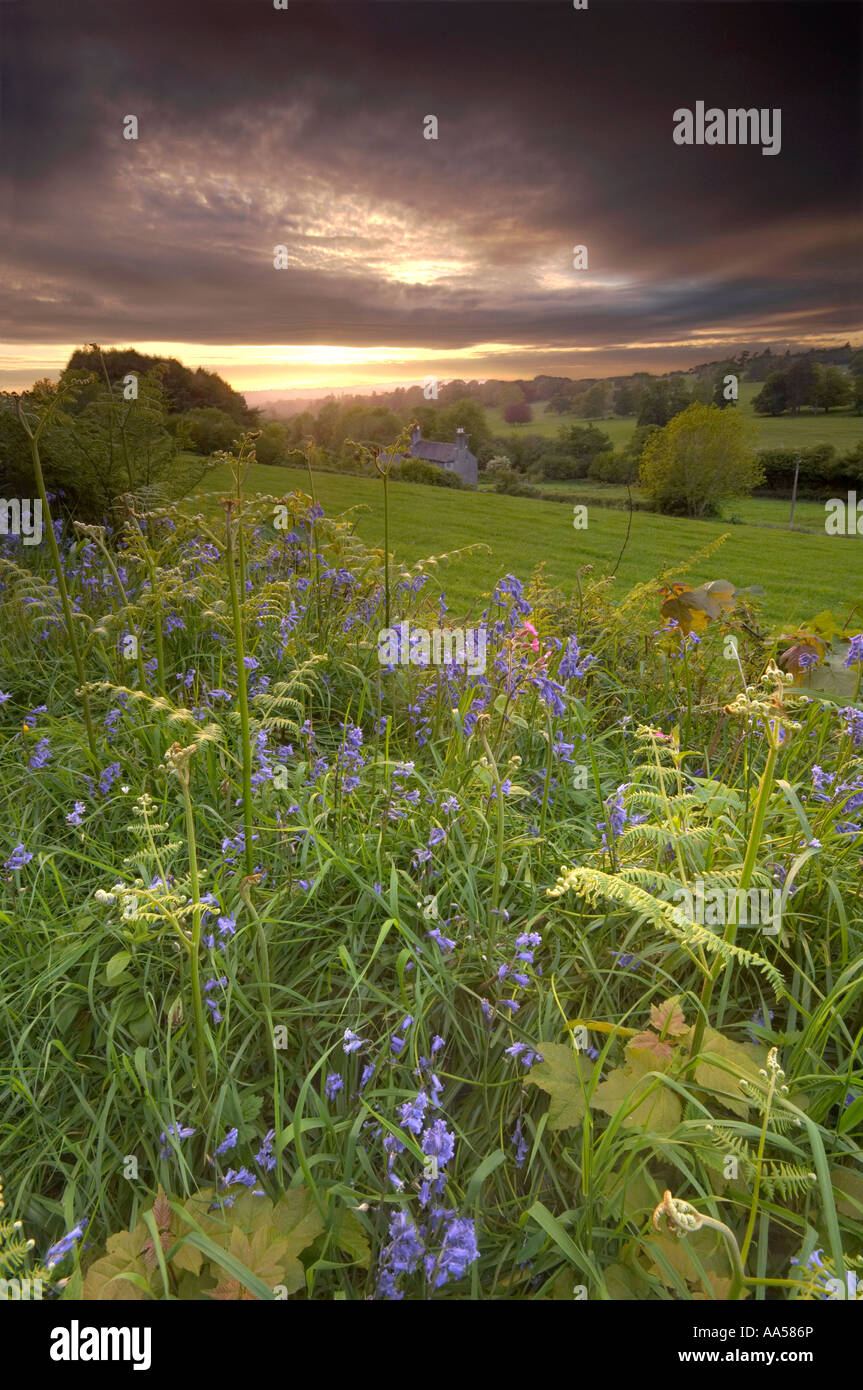Wild bluebell hedgerow in rural Devon countryside Bickham Devon UK ...