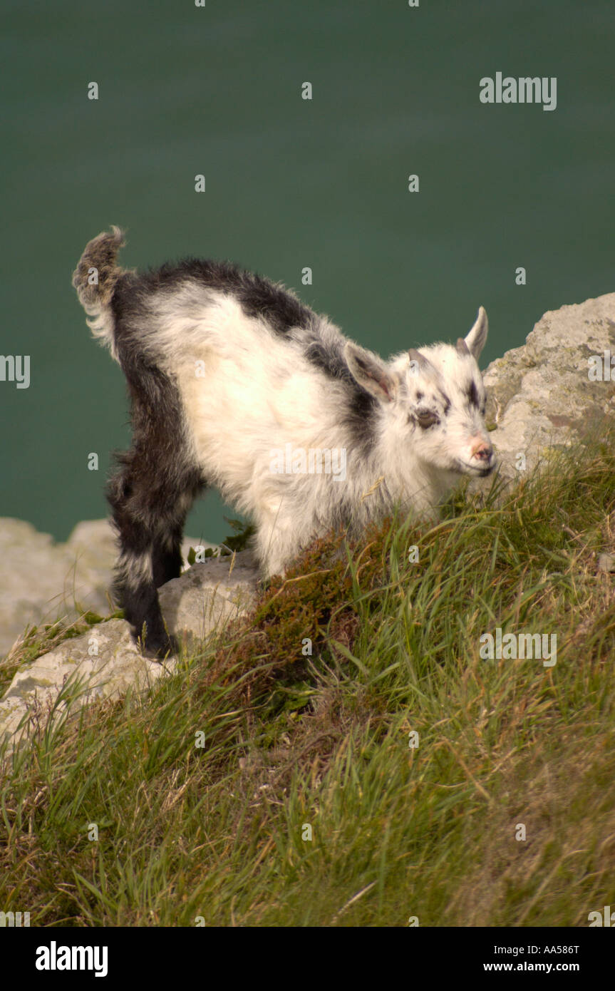 Young goat kidd on cliffs at Valley of Rocks Exmoor North Devon UK ...