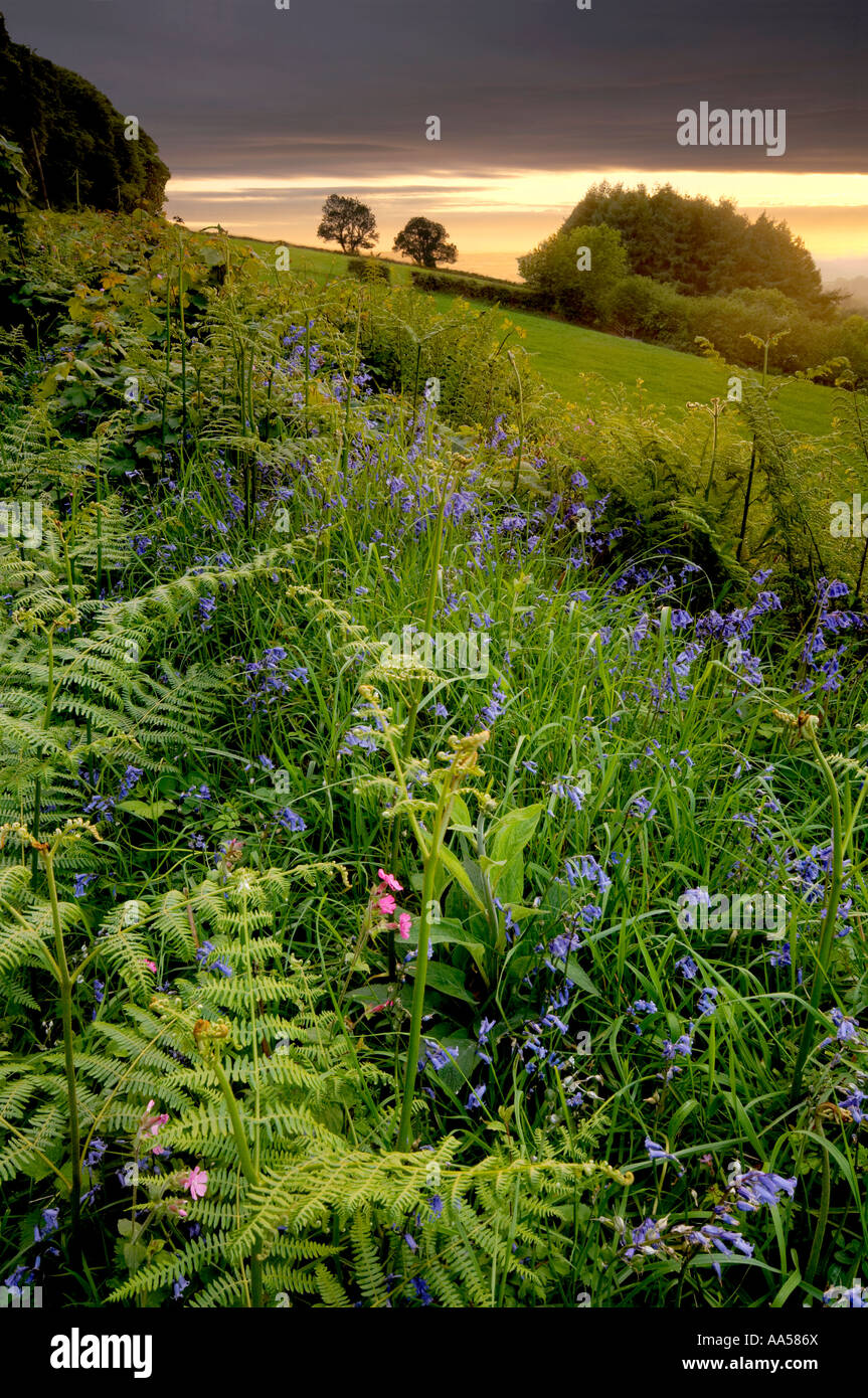 Wild bluebell hedgerow in rural Devon countryside Bickham Devon UK ...