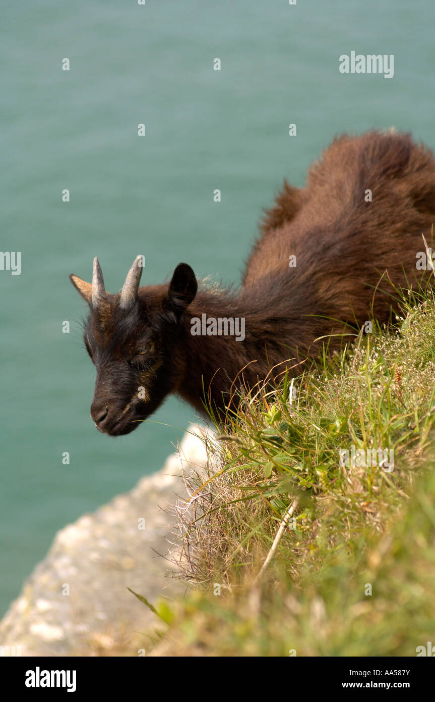 Young goat kidd on cliffs at Valley of Rocks Lynton Exmoor North Devon ...
