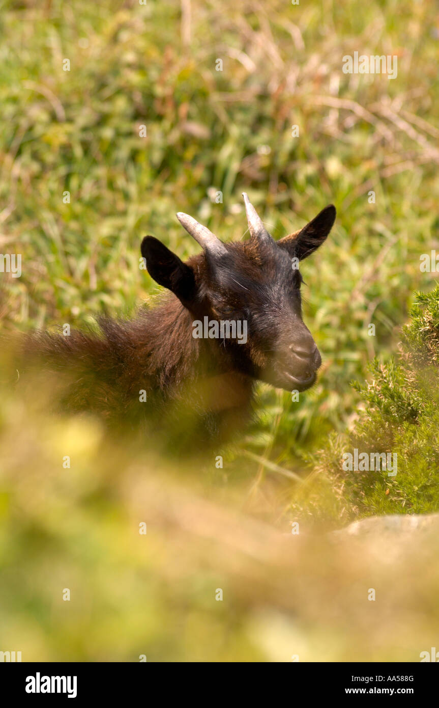 Young goat kidd on cliffs at Valley of Rocks Lynton North Devon Exmoor ...