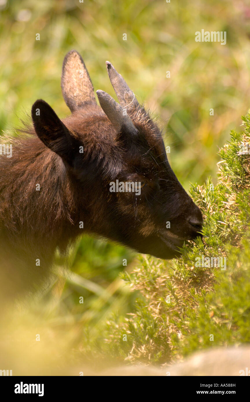 Young goat kidd on cliffs at Valley of Rocks Lynton North Devon Exmoor ...