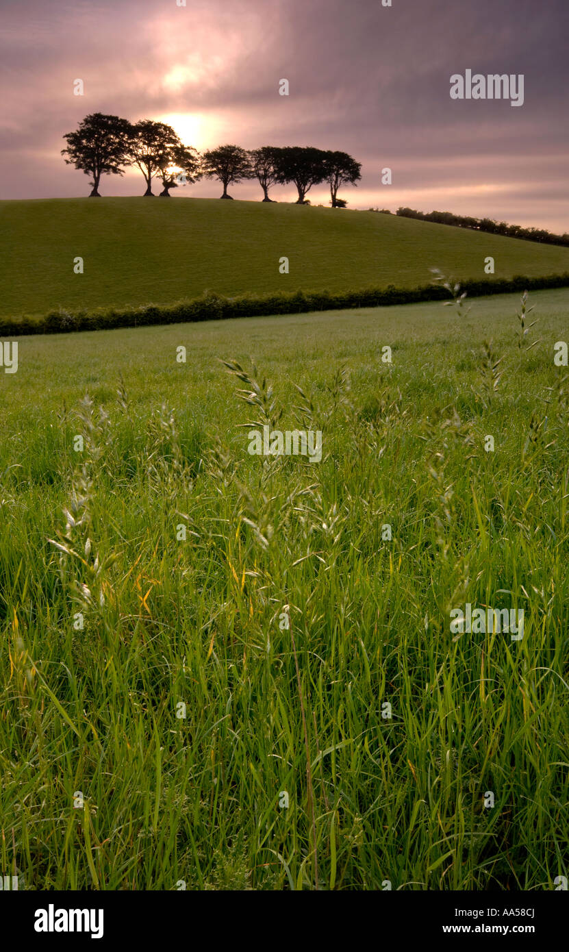 Dawn over Luccombe Knowle Exmoor Somerset UK Stock Photo - Alamy
