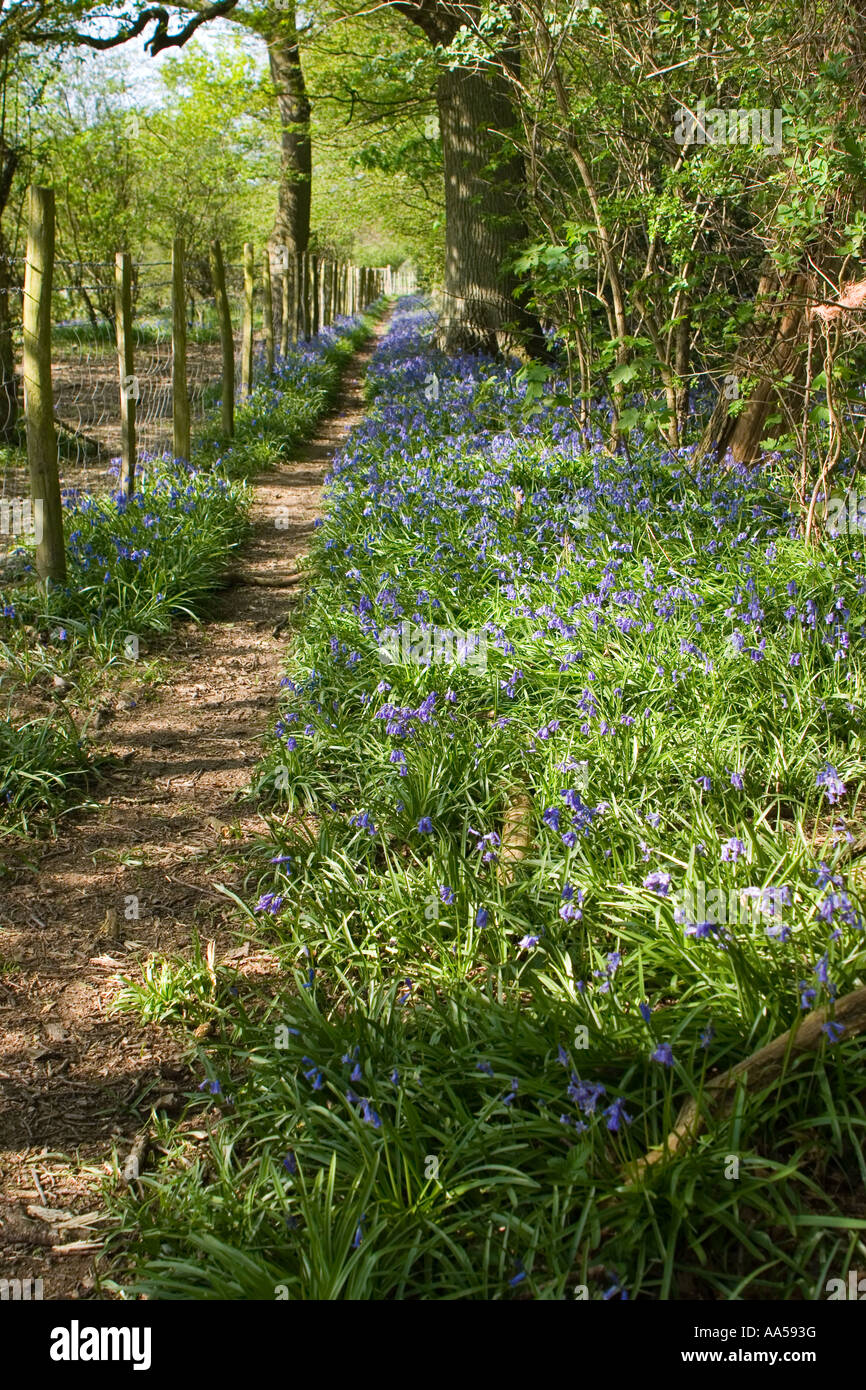 Wild Bluebells in Spring woodland Stock Photo - Alamy