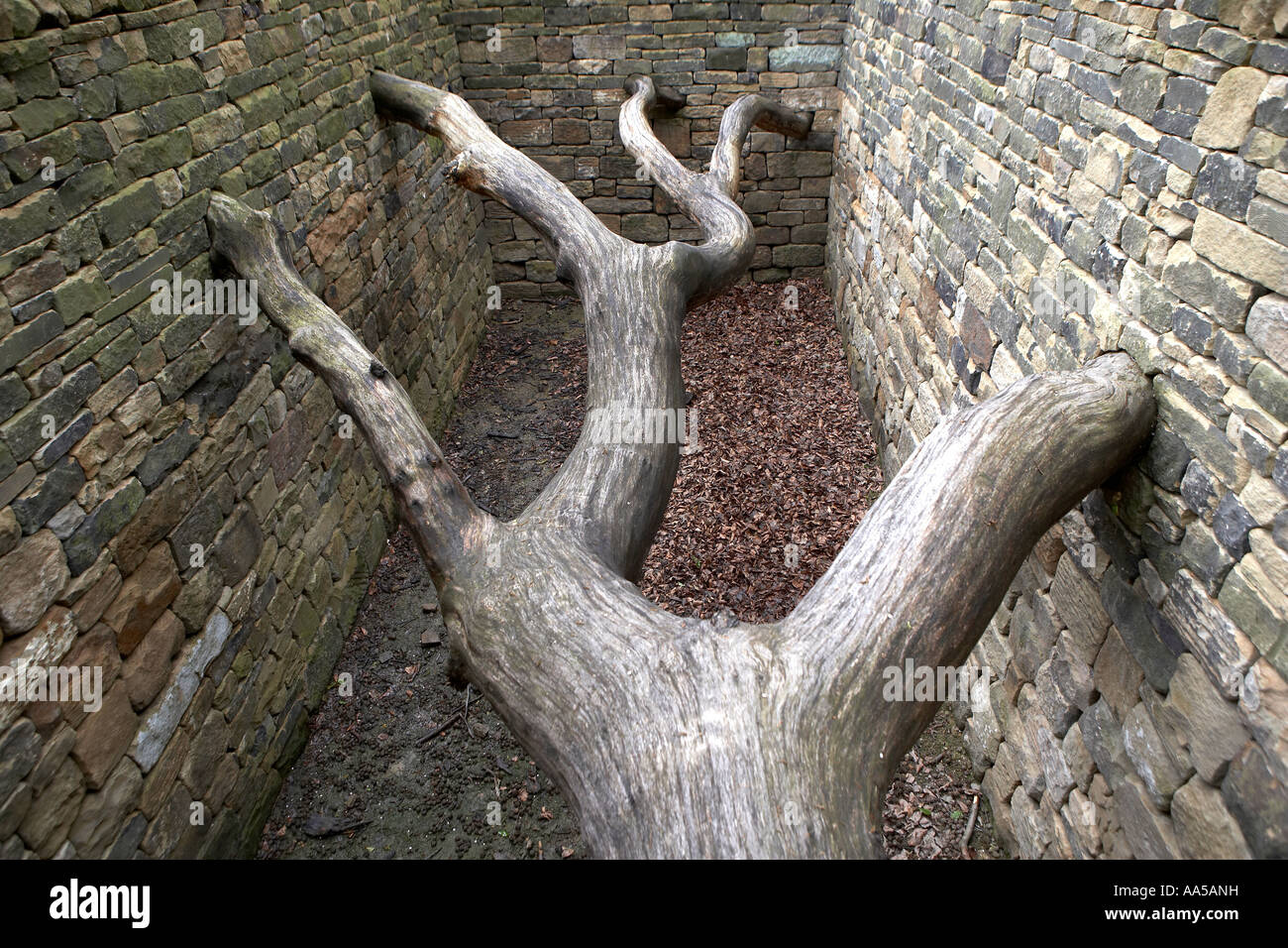 Andy goldsworthy tree hi-res stock photography and images - Alamy