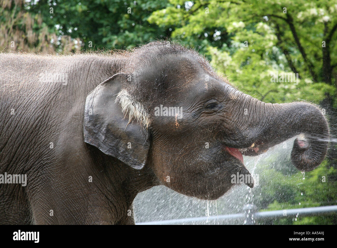 elephant taking bath Stock Photo - Alamy