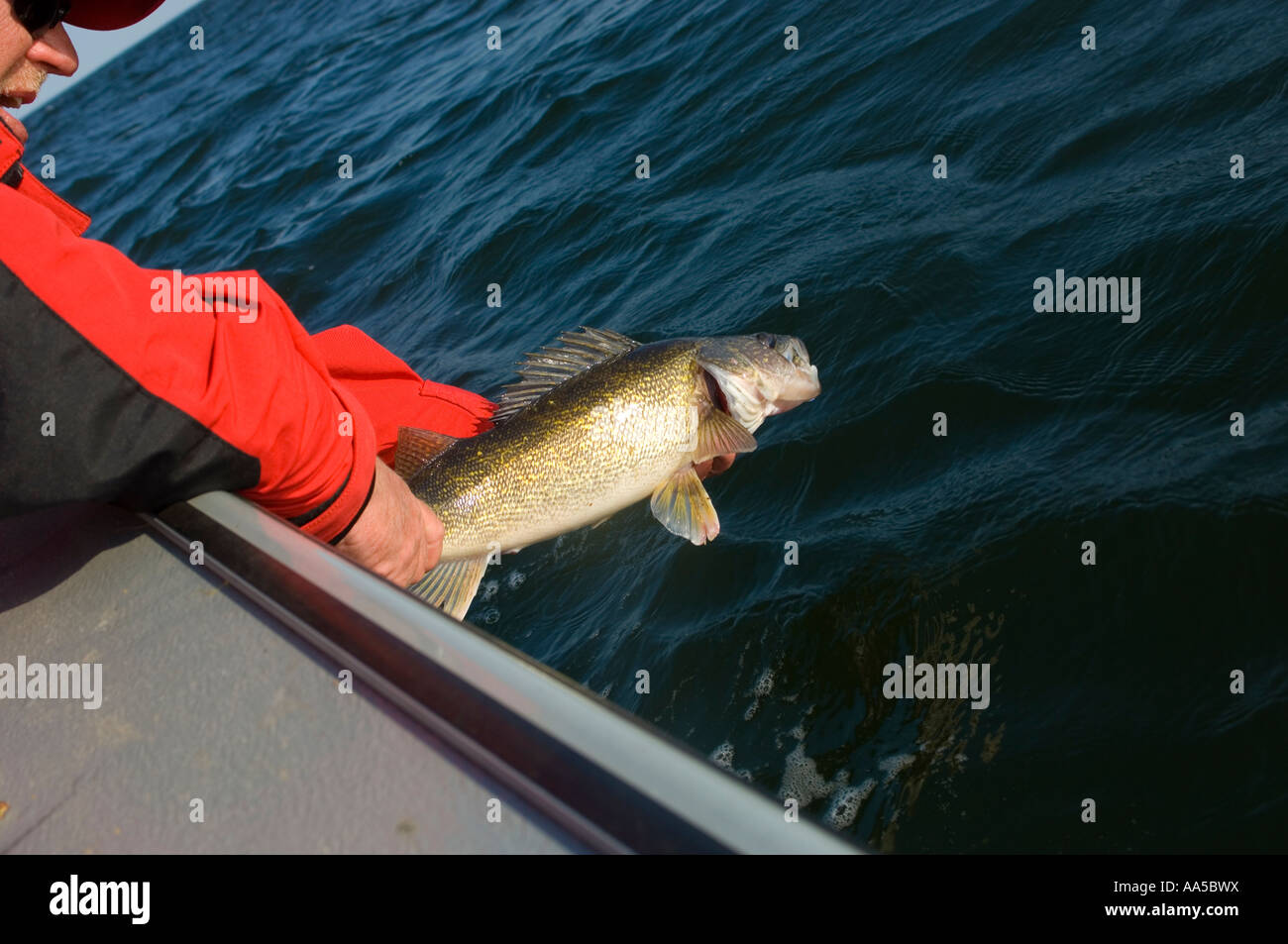A FISHERMAN PRACTICES CATCH AND RELEASE RELEASES A LARGE WALLEYE BACK ...