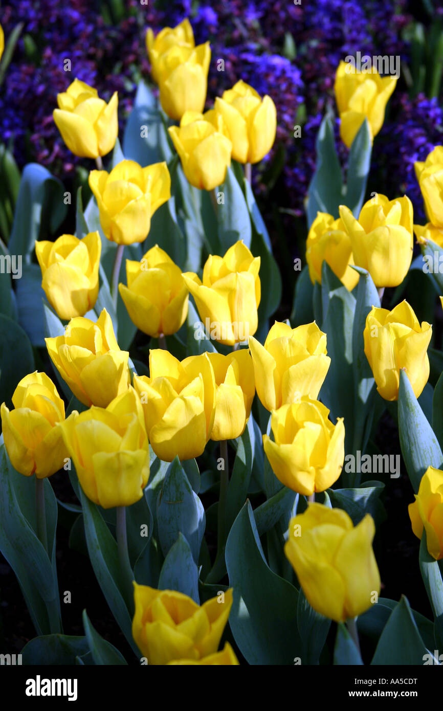 Beautiful Yellow Tulips Stock Photo - Alamy