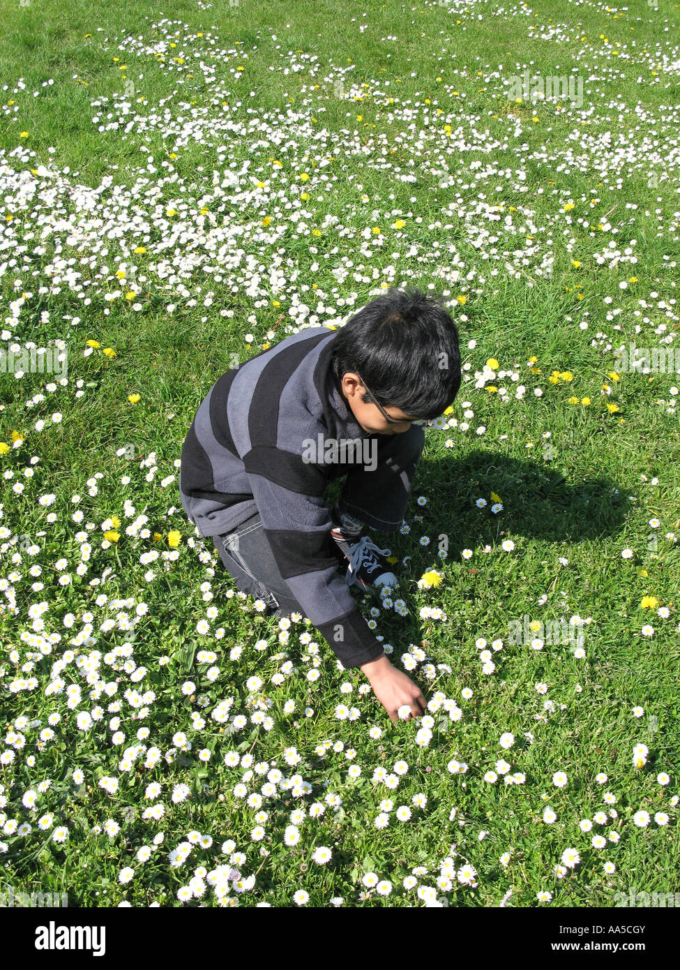 picking a daisy flowers Stock Photo - Alamy