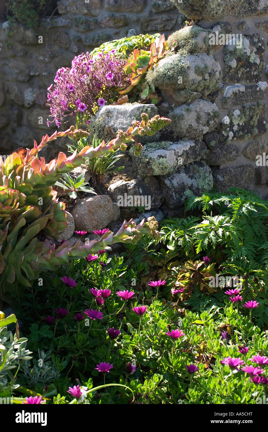 Sub Tropical Plants Pictures Of Evergreen Garden Sub Tropical Garden
