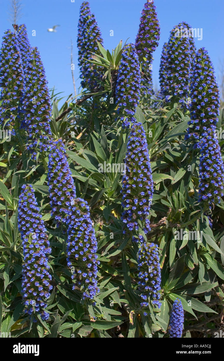 Echiums hi-res stock photography and images - Alamy
