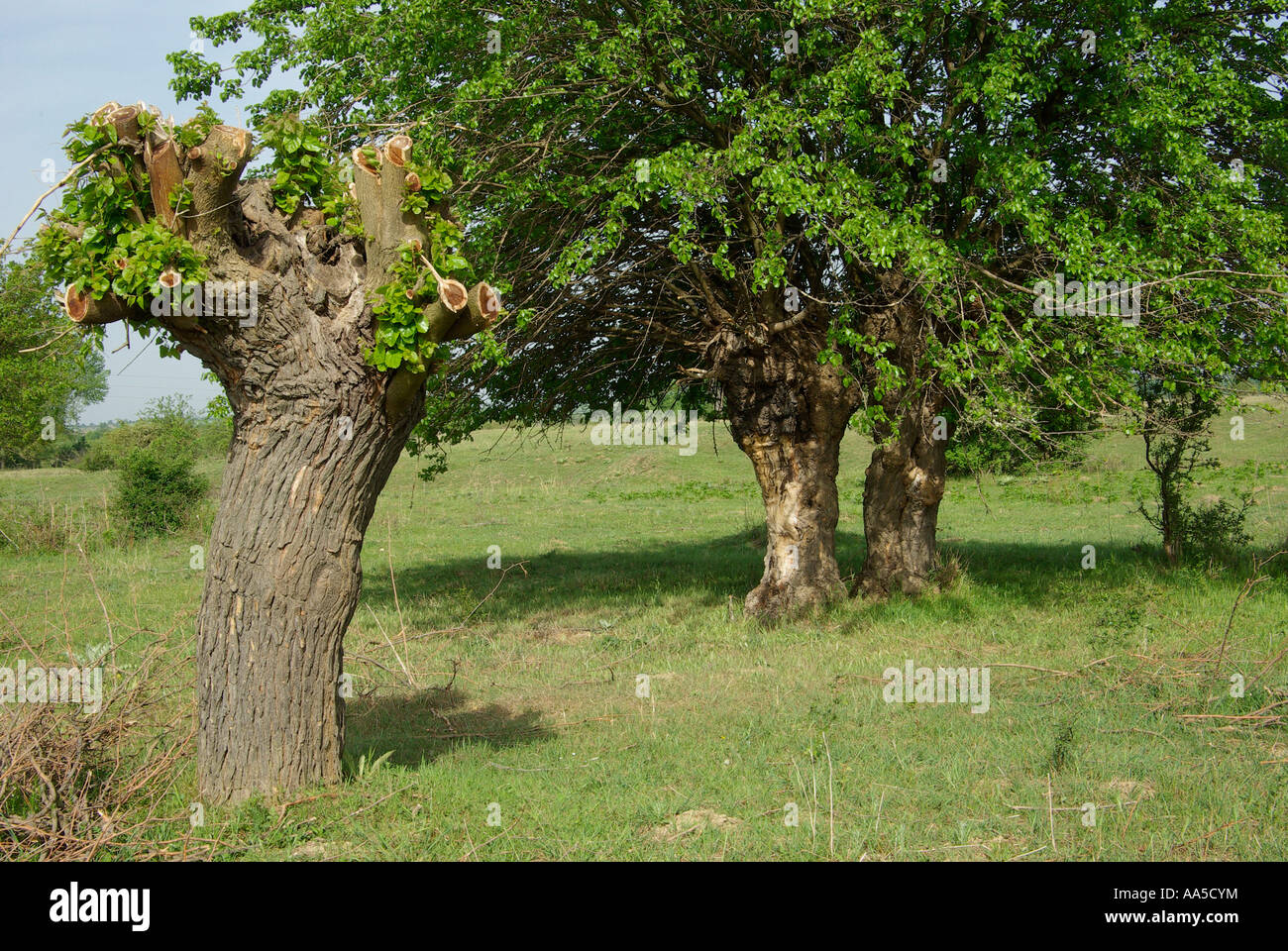 Sericulture hi-res stock photography and images - Alamy
