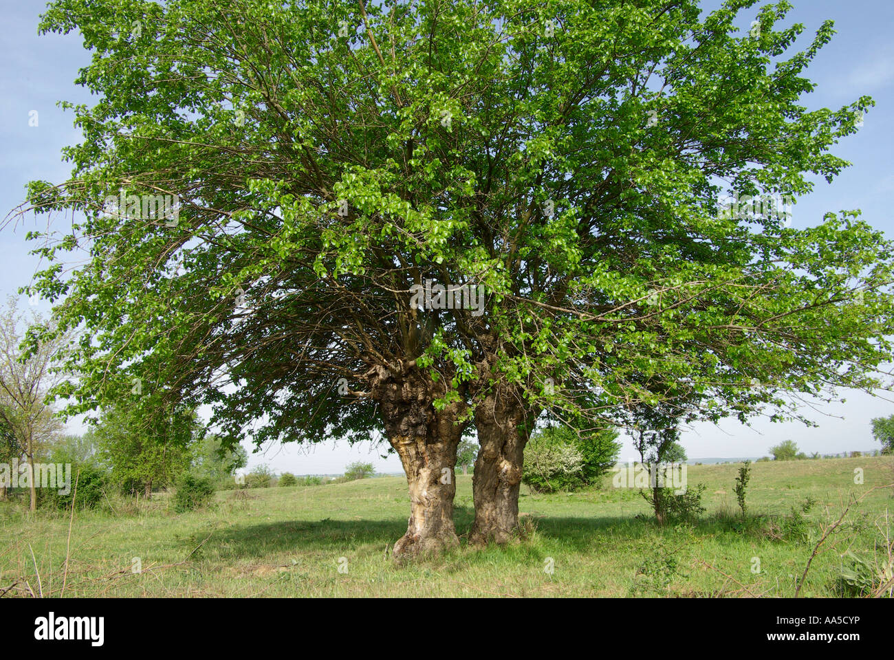 The mulberry tree hi-res stock photography and images - Alamy
