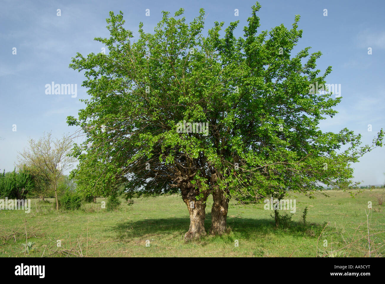 The mulberry tree hi-res stock photography and images - Alamy