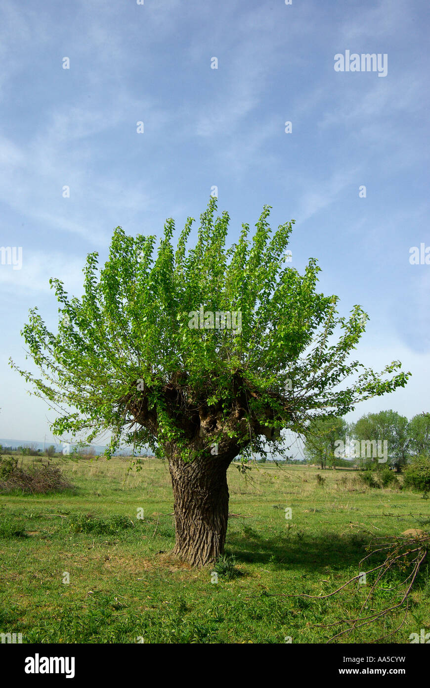 Sericulture hi-res stock photography and images - Alamy