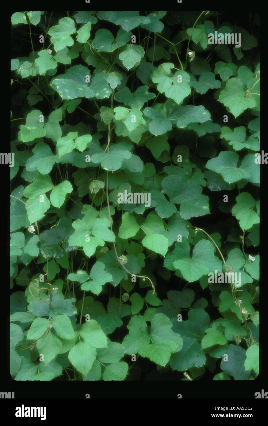 Kudzu vine hi-res stock photography and images - Alamy