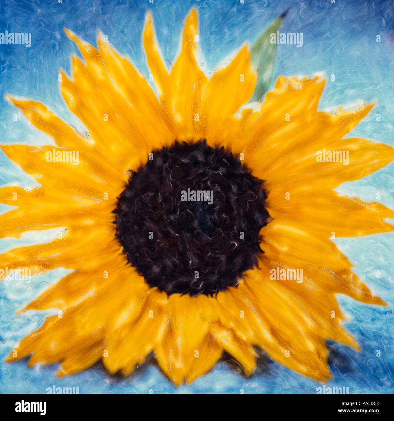 Polaroid manipulation hi-res stock photography and images - Alamy