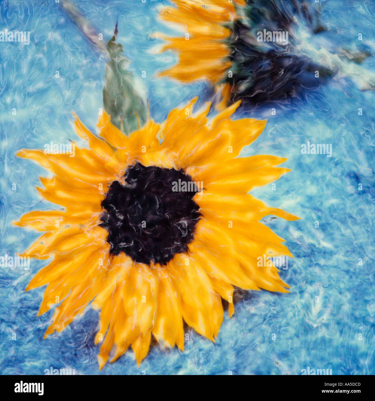 Two beautiful yellow sunflowers hi-res stock photography and images - Alamy