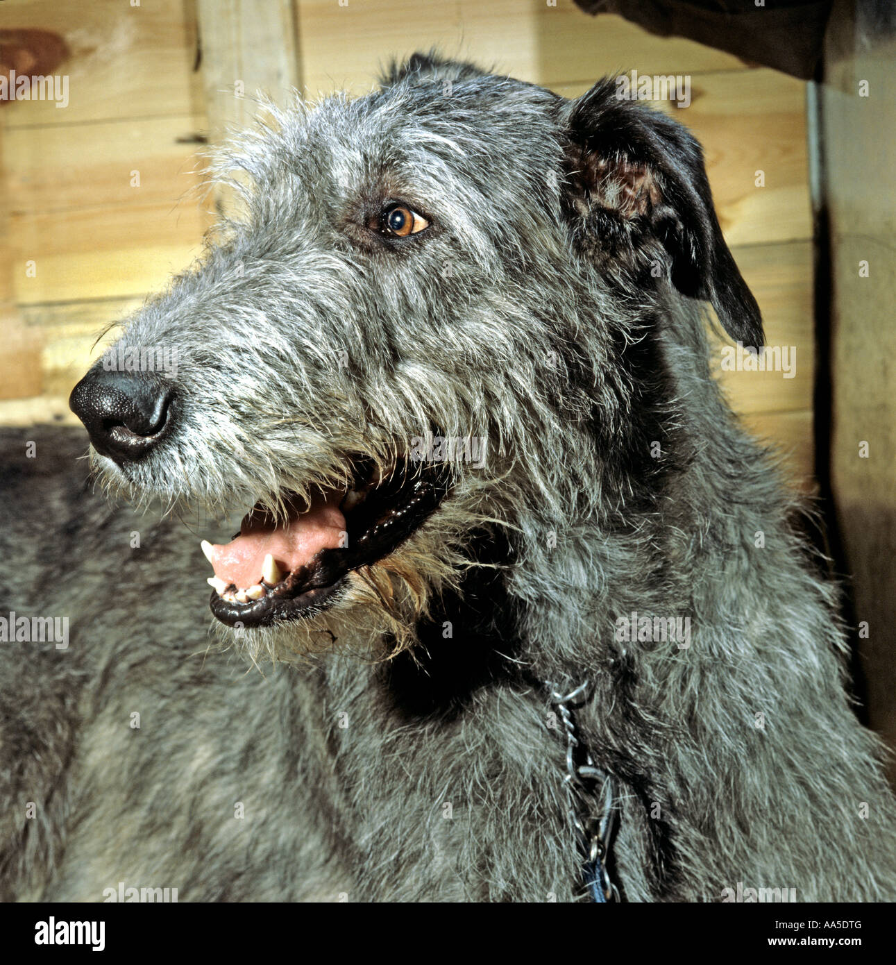 Grey Irish Wolfhound