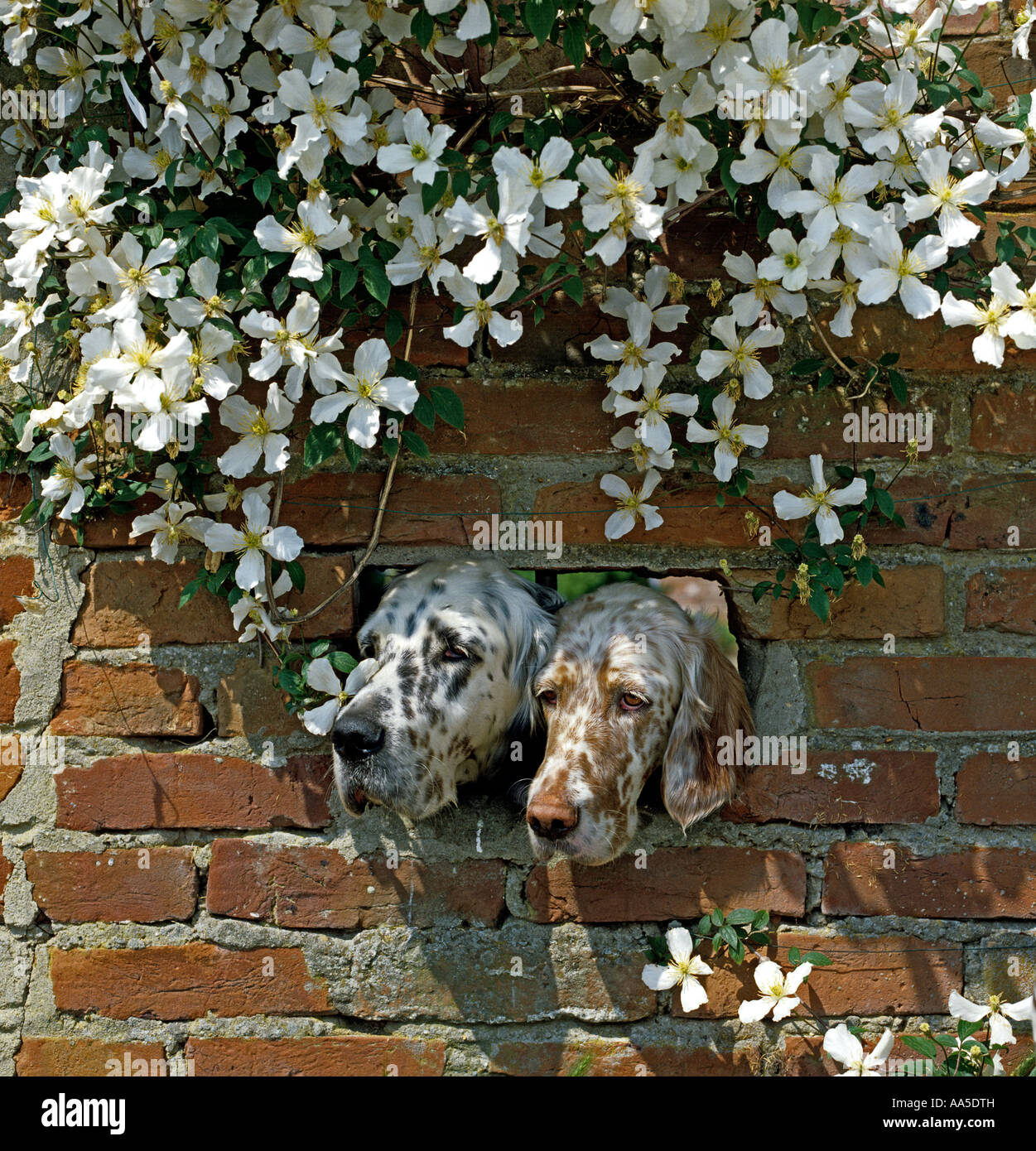 English setters hi-res stock photography and images - Alamy