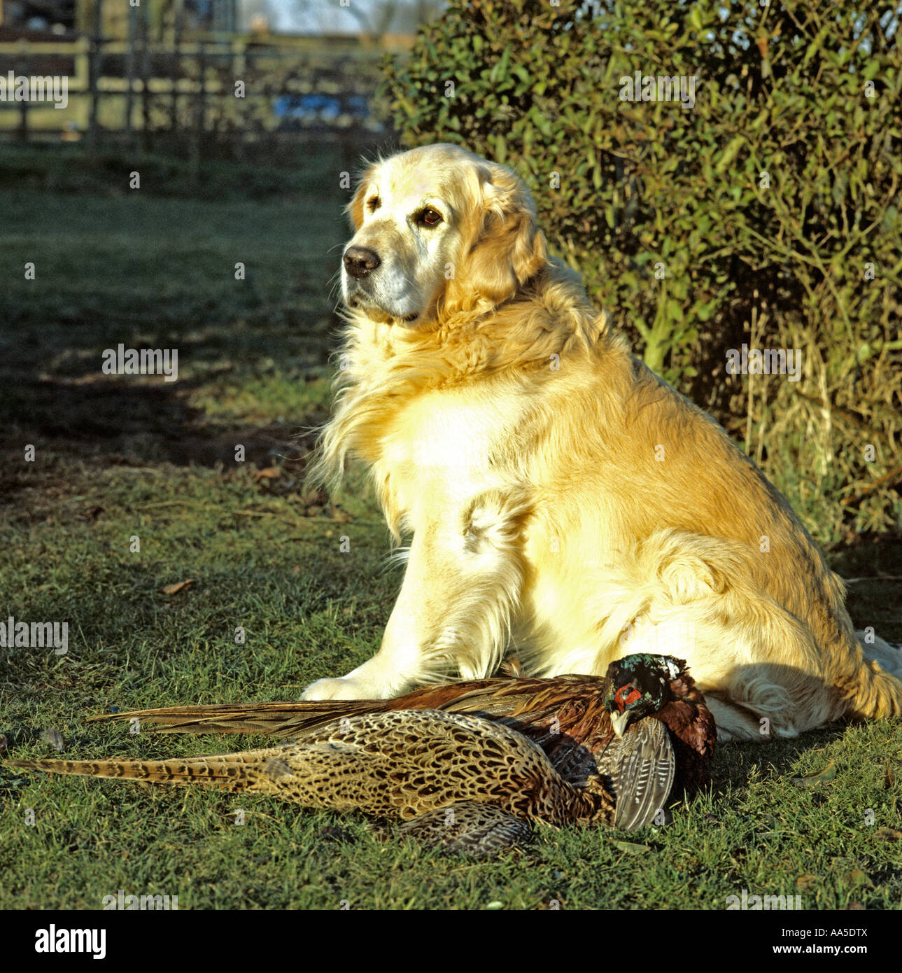 Golden Retriever dog with dead pheasants in Wiltshire England UK EU ...