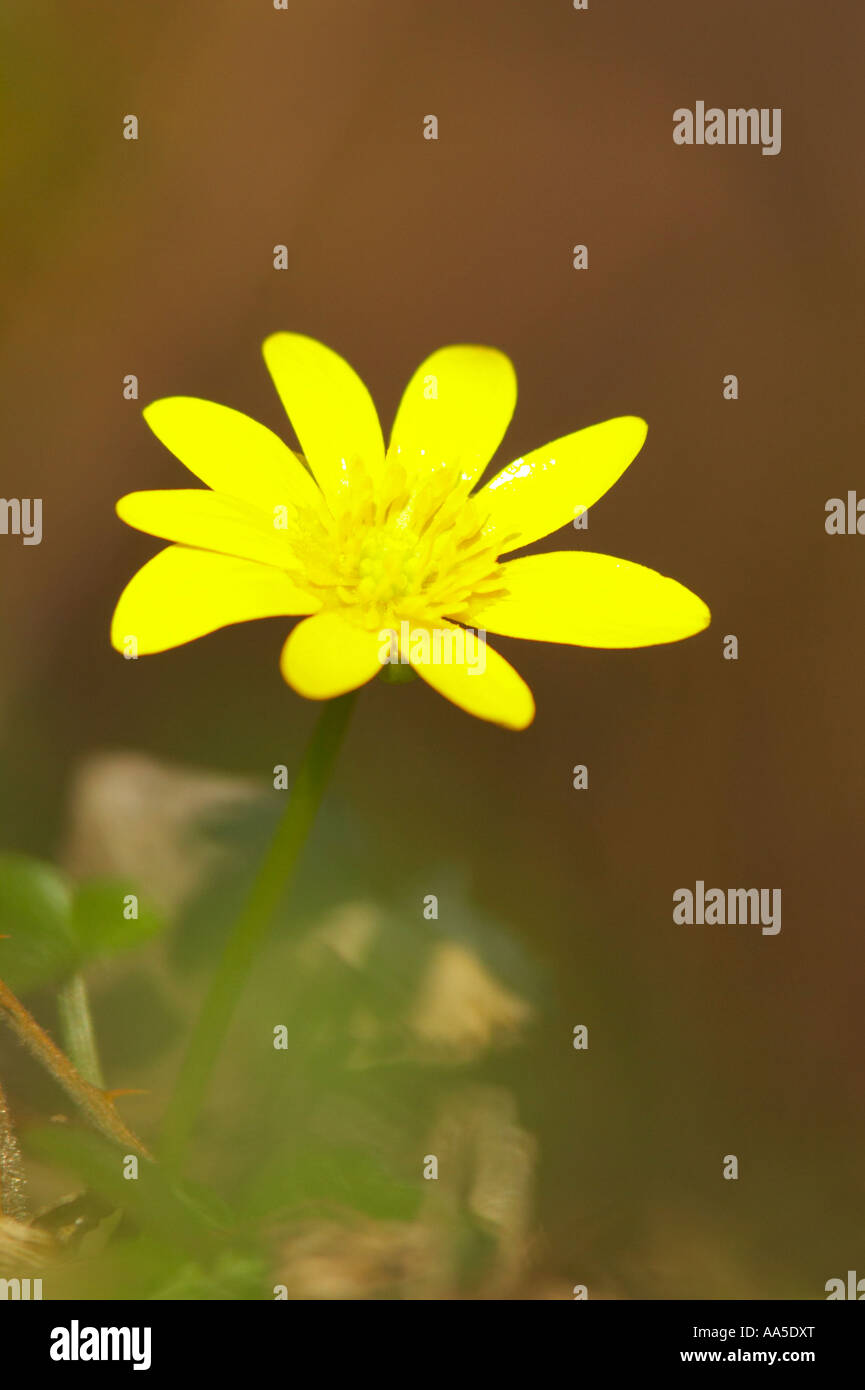 Lesser celandine, Danbury Common, Essex Stock Photo - Alamy