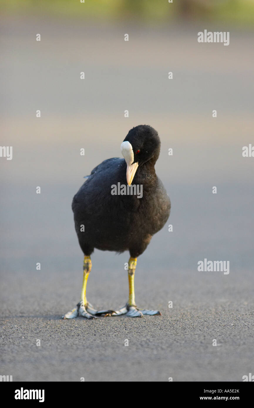 Regent Bird High Resolution Stock Photography and Images - Alamy