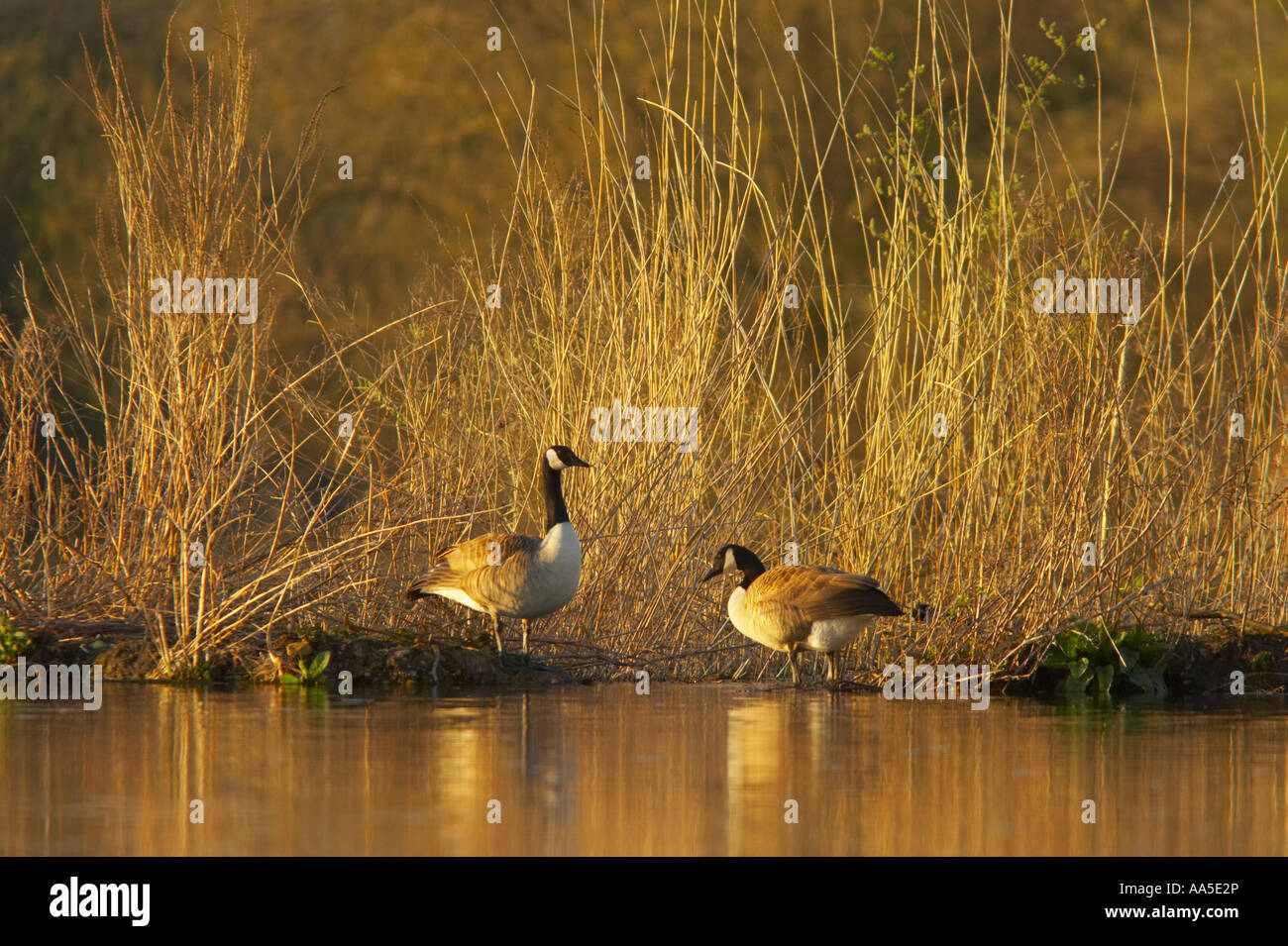 Canada geese by nest in evening light, Lea Valley Park Stock Photo - Alamy