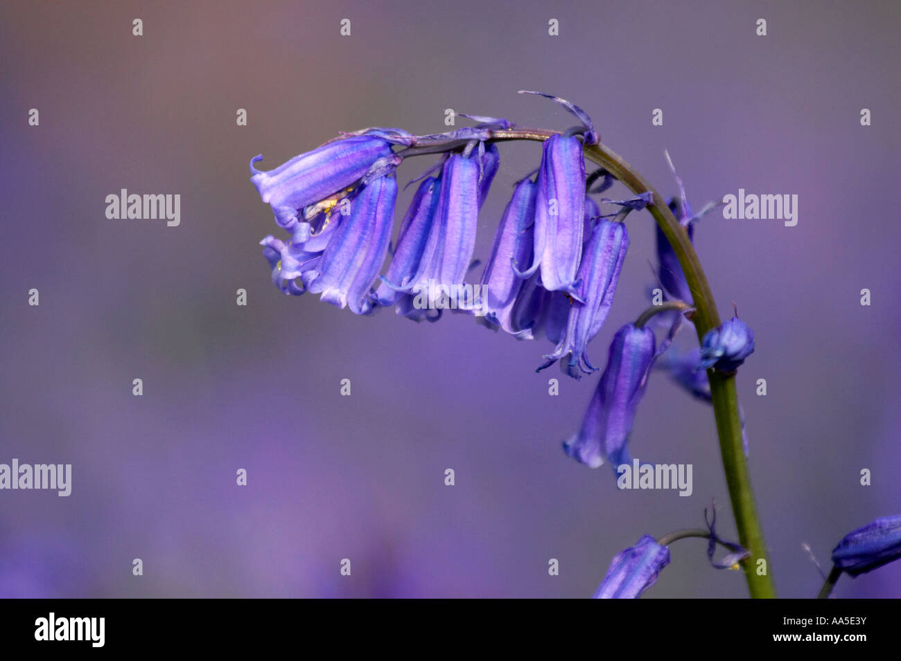 Single bluebell stem hi-res stock photography and images - Alamy