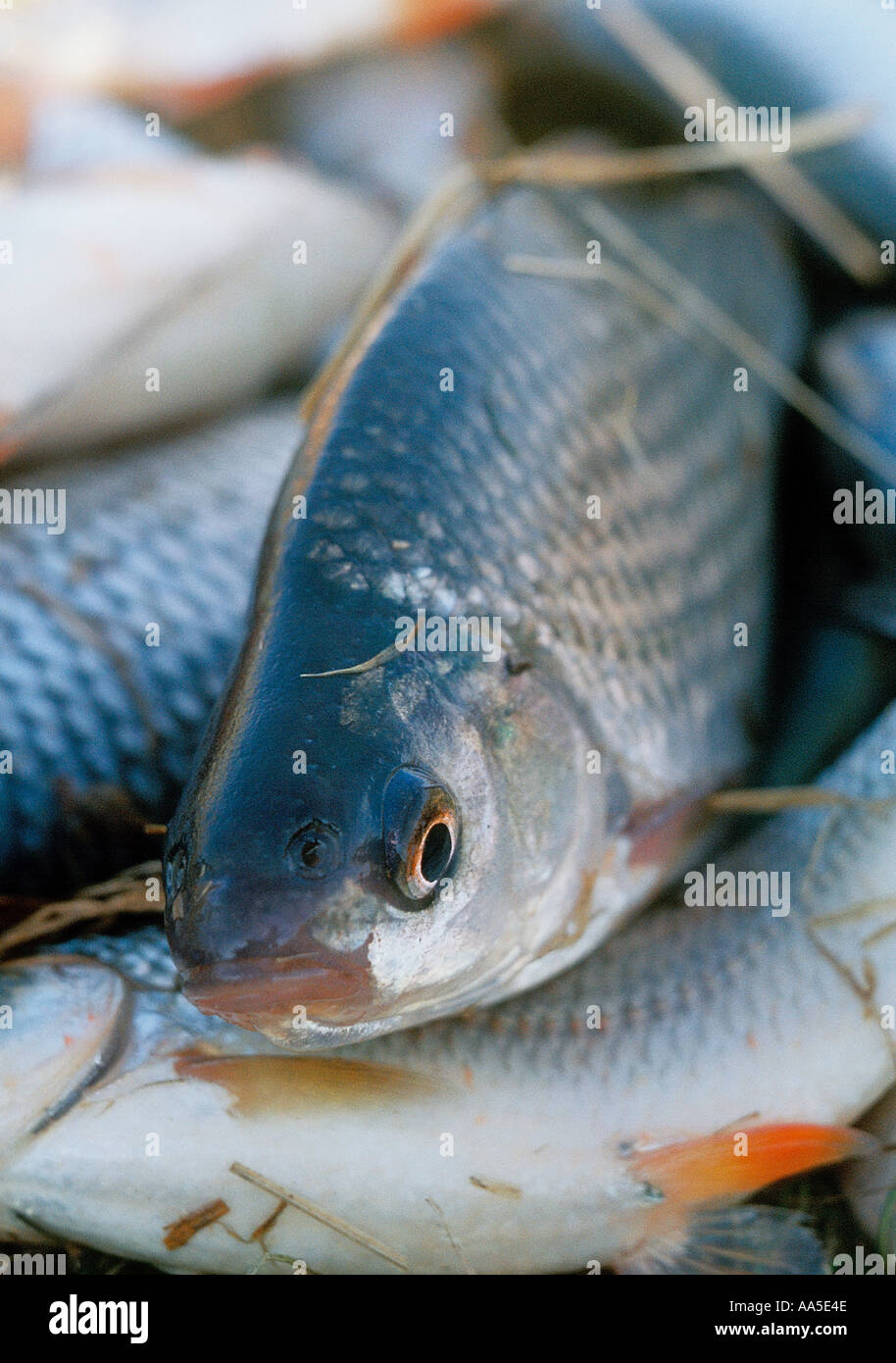 Freshwater fish European Roach Stock Photo - Alamy