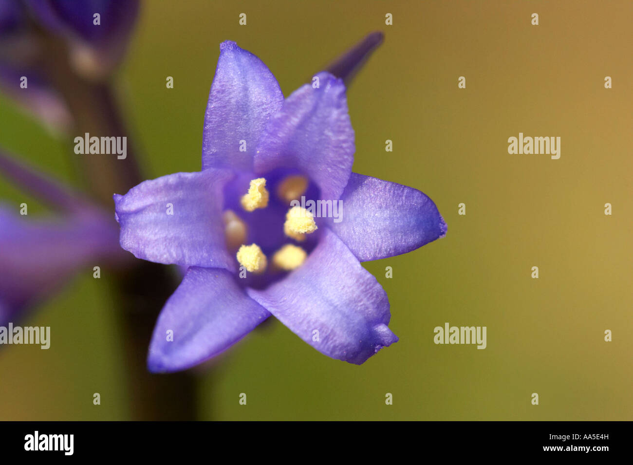 Single bluebell stem hi-res stock photography and images - Alamy