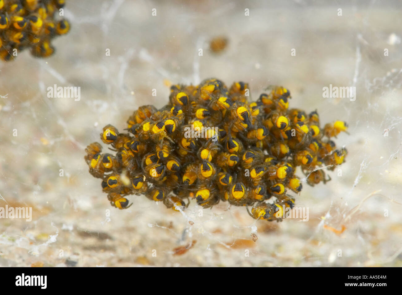 Baby spiders hi-res stock photography and images - Alamy