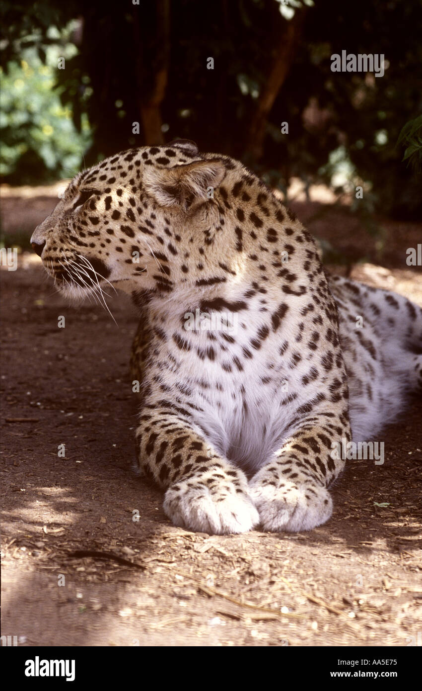 Ferocious leopard hi-res stock photography and images - Alamy