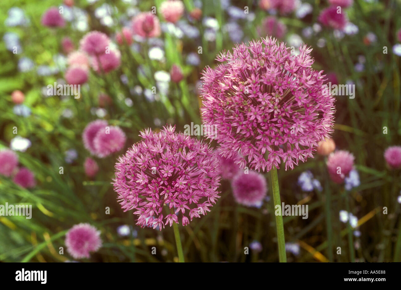 Pink Allium flowers Stock Photo - Alamy