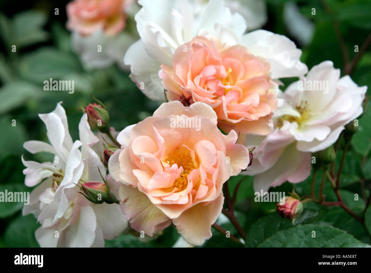 Hybrid musk rose Penelope is disease free and fragrant Stock Photo - Alamy