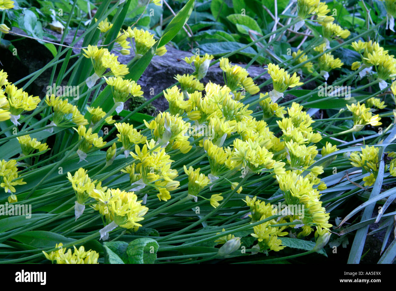 Allium moly in late May Stock Photo - Alamy