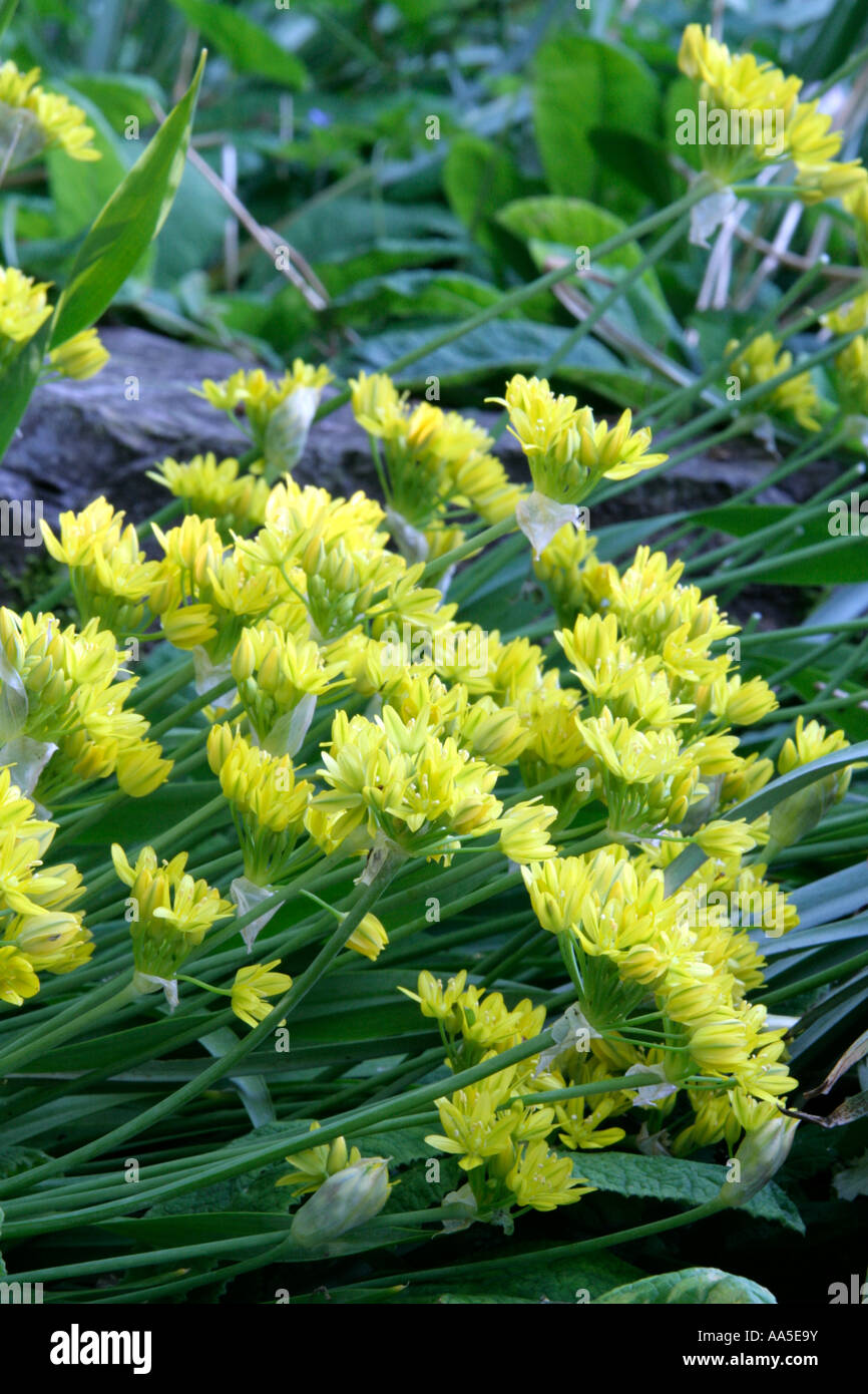 Allium moly in late May Stock Photo - Alamy