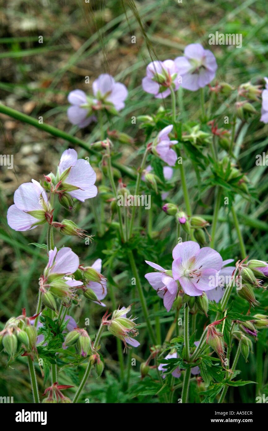 Geranium pratense roseum Stock Photo - Alamy
