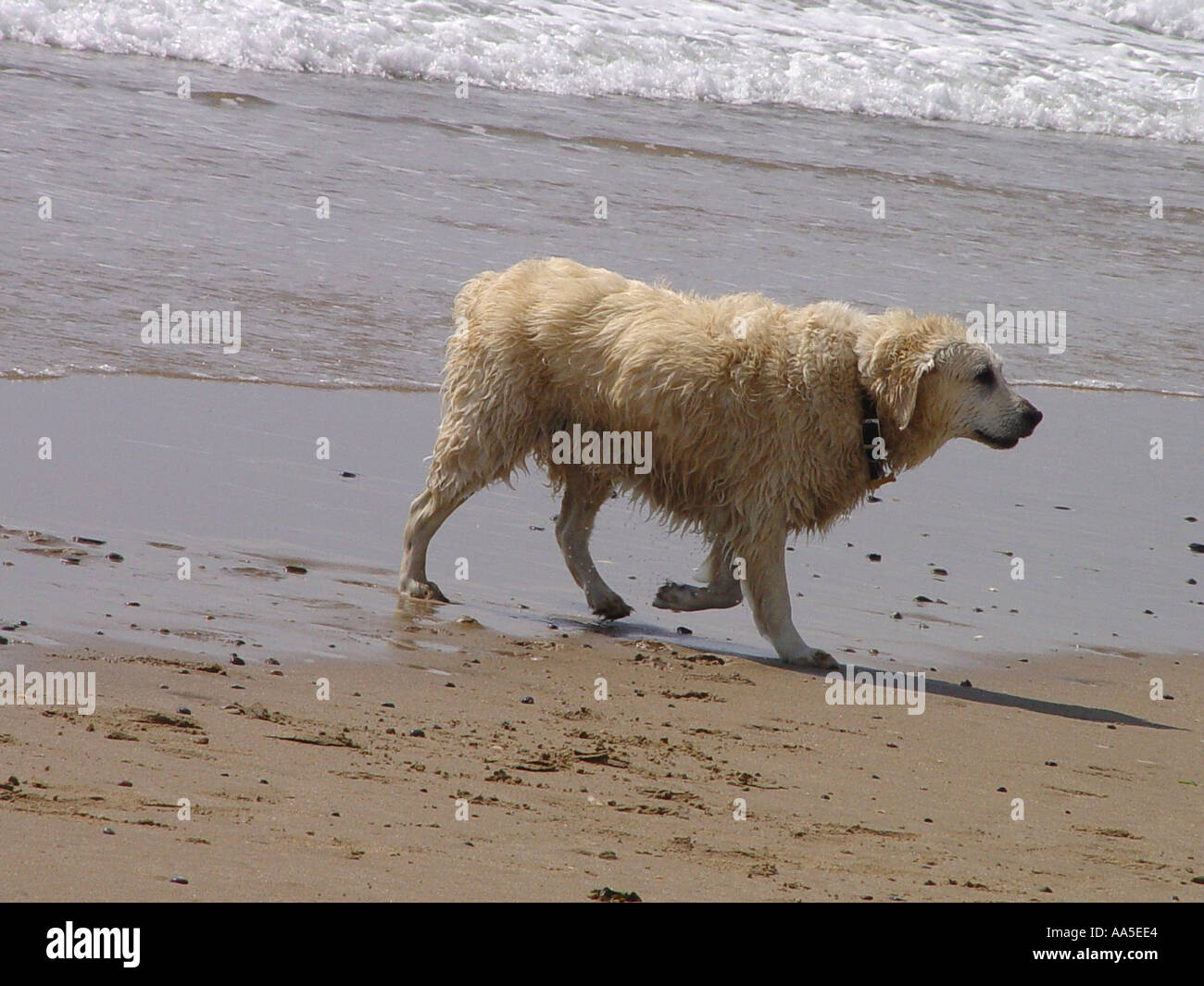 Dog on the beach in the seaside town of Tenby Pembrokeshire Wales GB UK ...