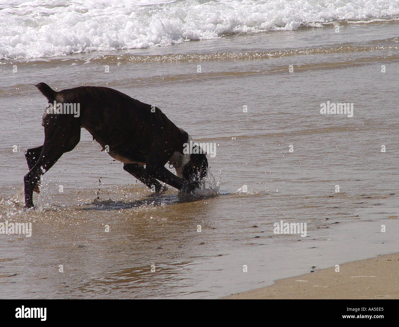 Dog on the beach in the seaside town of Tenby Pembrokeshire Wales GB UK ...