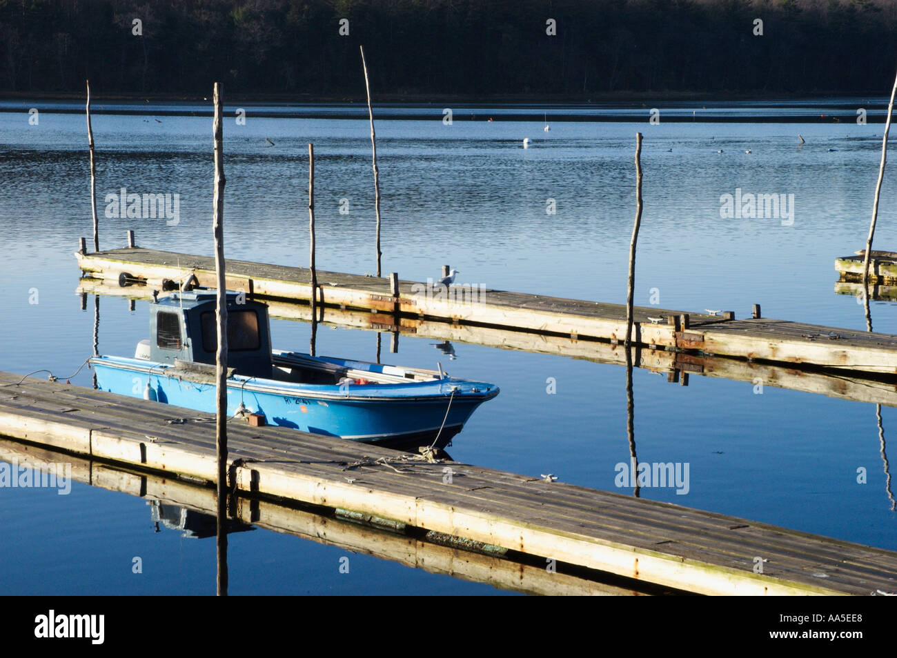 Quahog rhode island hi-res stock photography and images - Alamy