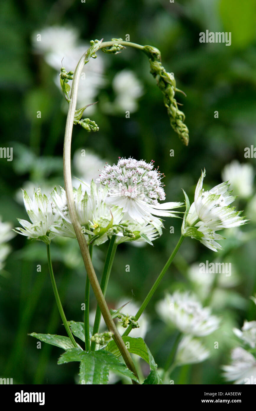 Astrantia major with a shoot of black bryony Tamus communis Stock Photo ...
