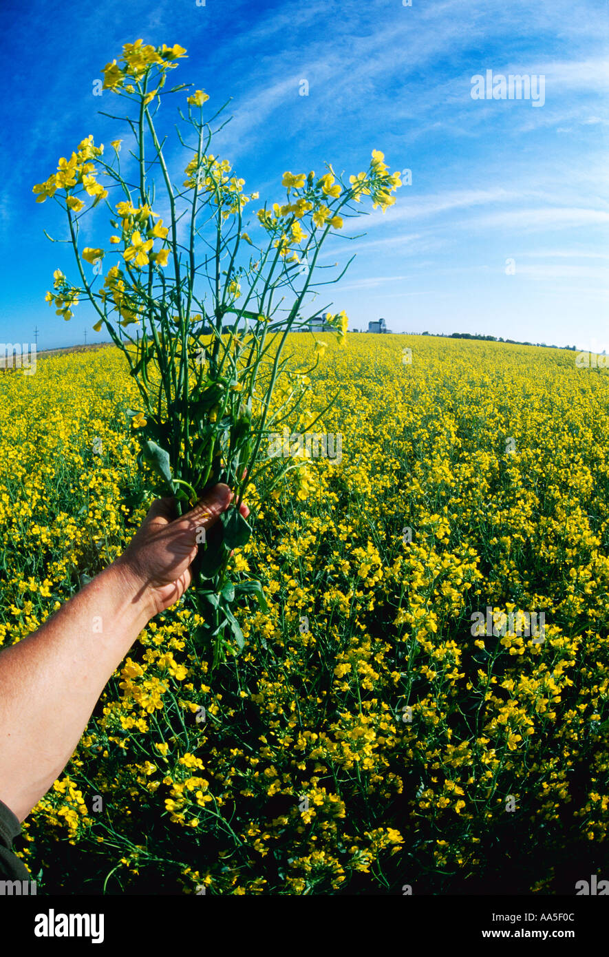 Agriculture - A farmer holds healthy mid growth canola plants in full ...