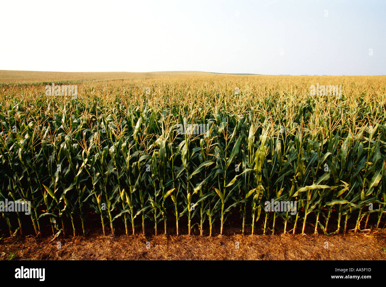 Ears corn iowa hi-res stock photography and images - Alamy