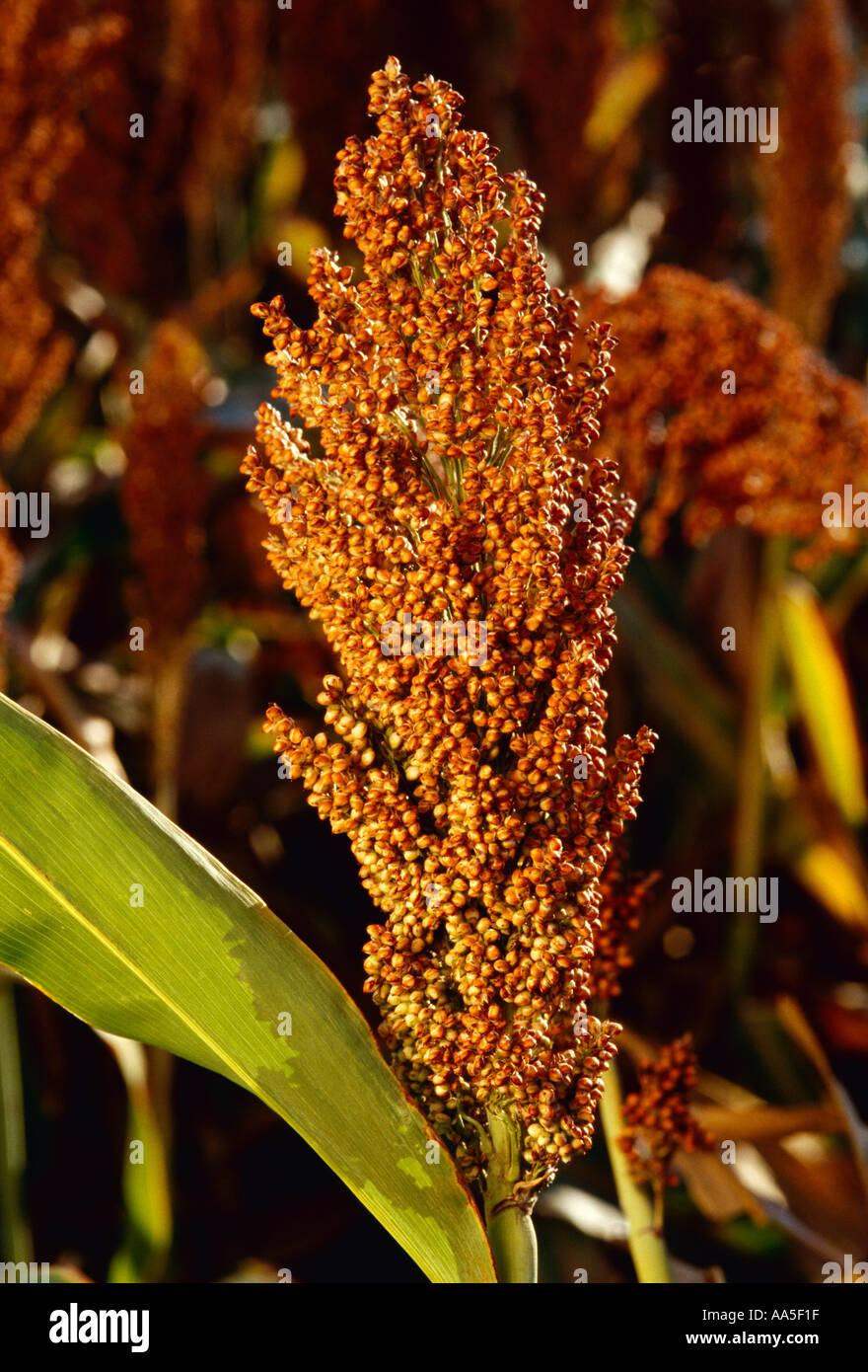 Agriculture - Closeup Of A Healthy Mature Grain Sorghum (milo) Head ...