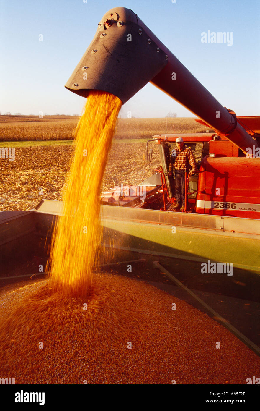 Augering grain corn hi-res stock photography and images - Alamy