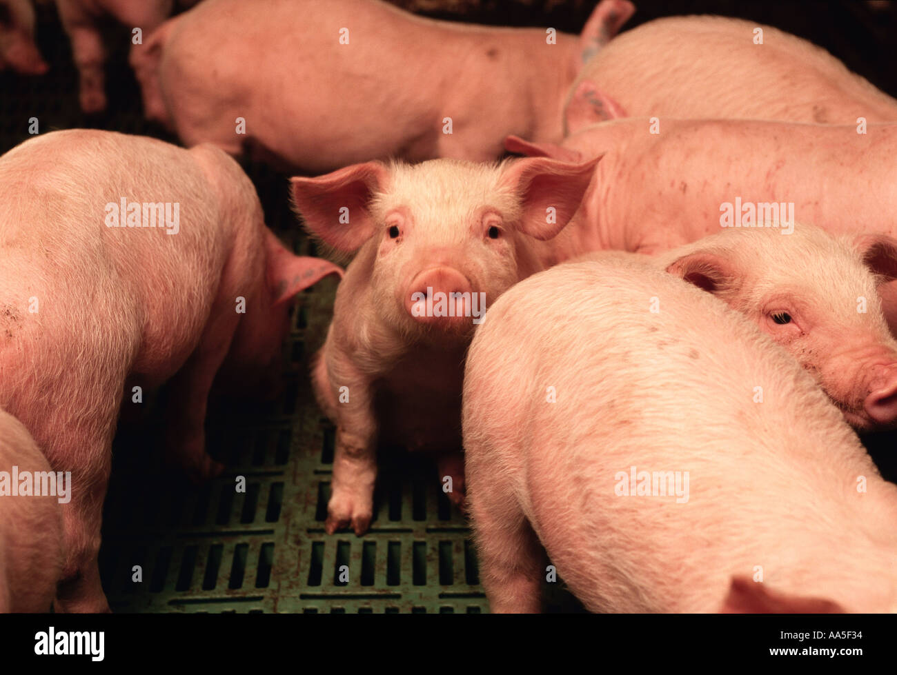 Livestock facilities hi-res stock photography and images - Alamy